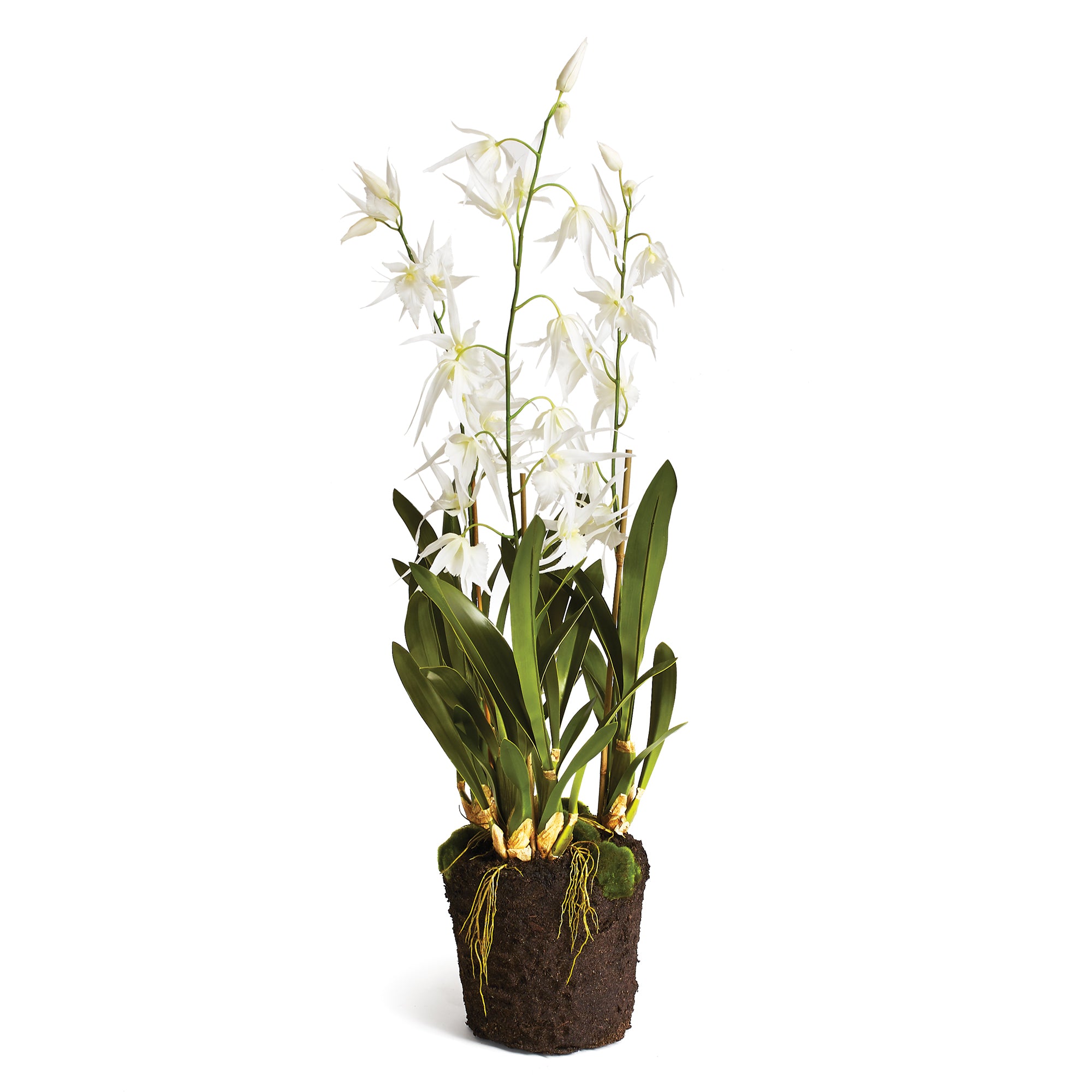 Spider Orchid Drop-In 44 Inches