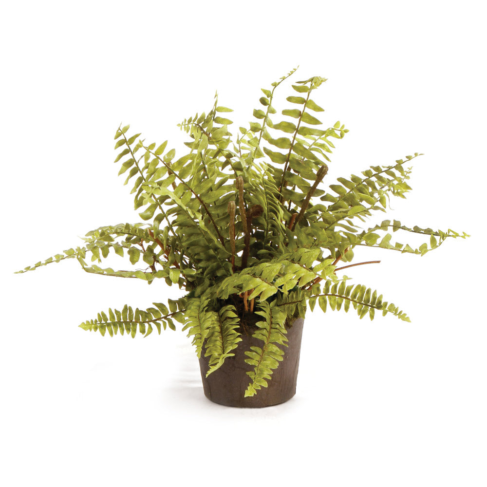 Boston Fern Drop-In
